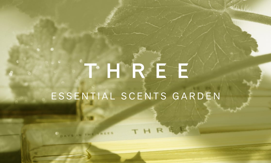 THREEがブランド初のフレグランスの発売記念でポップアップ開催