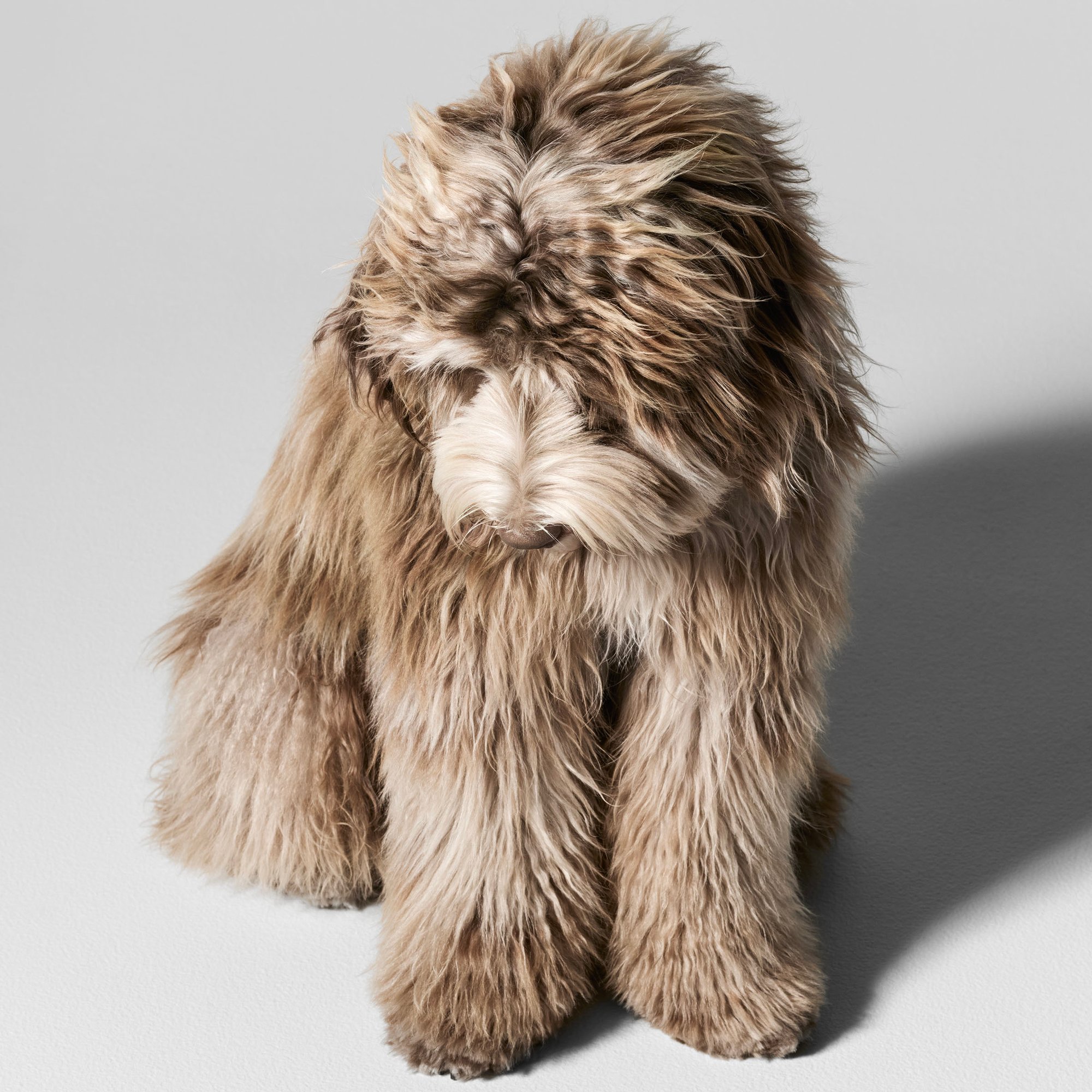 セリーヌから犬用シリーズ「ドッグ」が登場 エディ・スリマンが愛犬のために首輪やボウルをデザイン